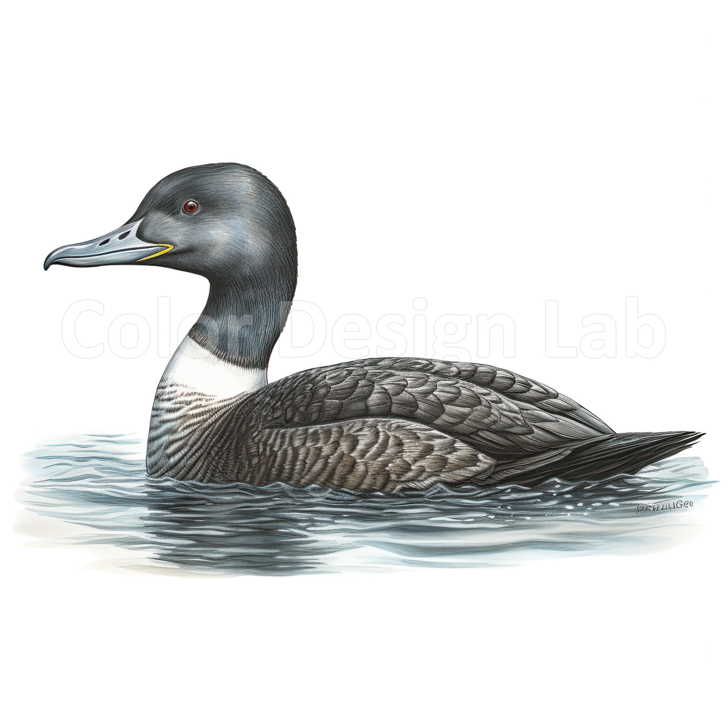 Common Loon Bird Printable Art Set - 8 PNG Clipart, High Quality ...