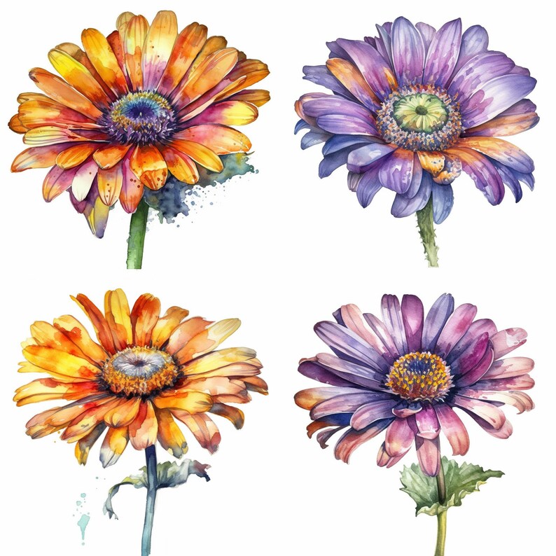 Daisy Flower Clipart Set of 12 High Quality Floral PNG - Etsy