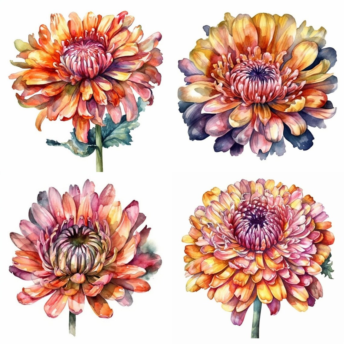 Mum Flower Clipart Set of 12 High-quality Chrysanthemum - Etsy