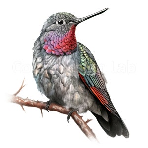 Anna's Hummingbird Clipart Bundle - Set of 8 Art Printables, Commercial ...