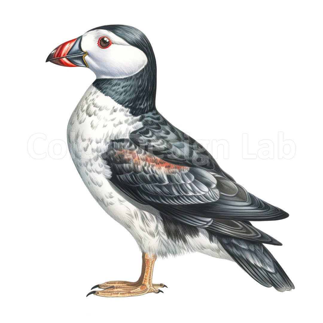Atlantic Puffin Clipart Set - 8 PNG, High Resolution, Digital Download ...