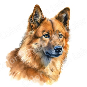 Finnish Spitz Clipart, Hand-drawn Breed Design, Loyal Dog Portrait ...