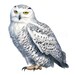 Snowy Owl Bundle Set of 8 High-resolution Snowy Owl Printable Clipart ...