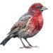 House Finch Clipart Printable Set - 8 High-quality House Finch Art PNG ...