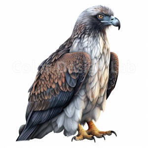 Osprey Bird Printable Clipart Bundle - Set of 8 High-quality Osprey PNG ...