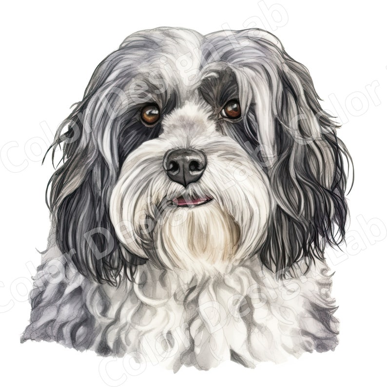 Cozy Havanese Clipart 8 High-resolution Dog Art Images - Etsy