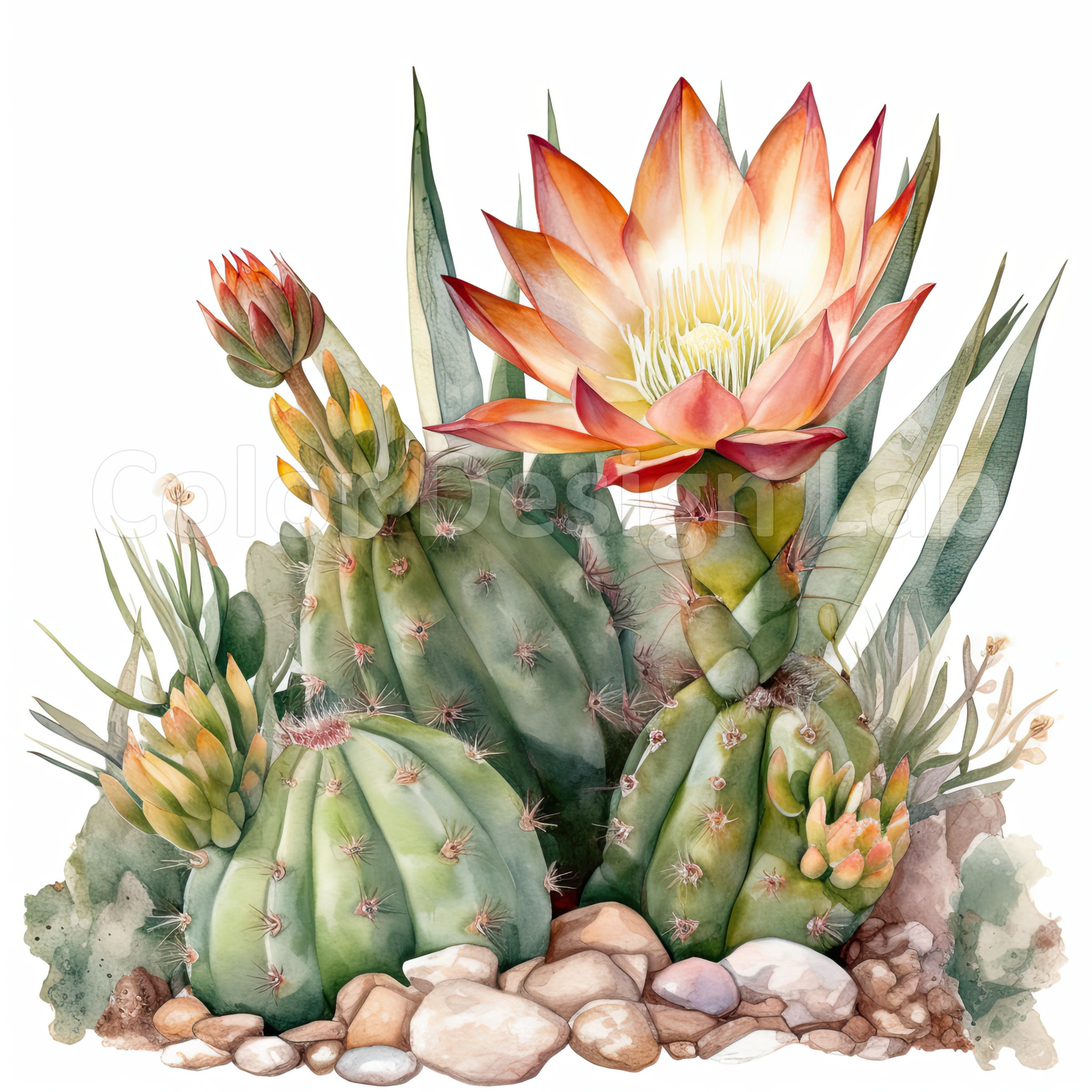 Blooming Cactus Clipart Set of 8 Printable PNG Cactus - Etsy