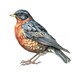 American Robin Clipart Set 8 Printable Art PNG Digital - Etsy
