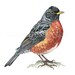 American Robin Clipart Set 8 Printable Art PNG Digital - Etsy