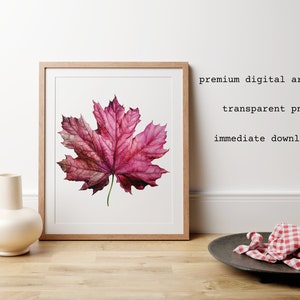 Maple Leaf Clipart Bundle of 36 Quality Transparent Watercolor Png ...