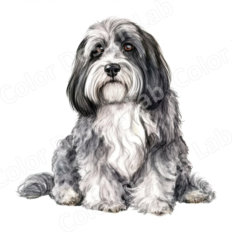 Cozy Havanese Clipart 8 High-resolution Dog Art Images - Etsy