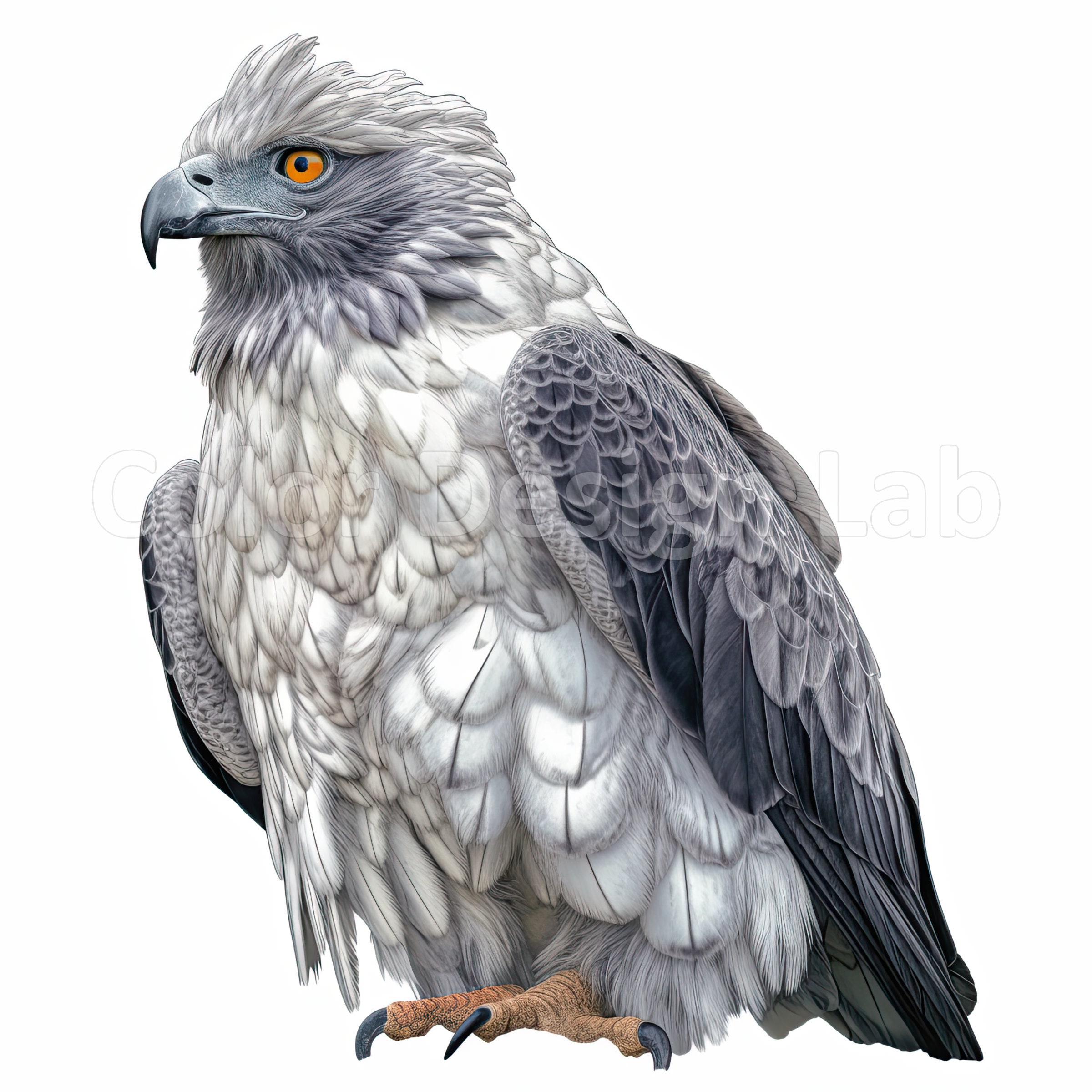 Harpy Eagle Clipart, 8-piece Art PNG Set, Digital Download, Commercial ...