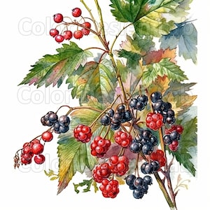 Hedgerow Bramble, Set of 8 Printable Art PNG, Hedgerow Bramble ...
