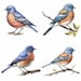 Eastern Bluebird Art Printable Clipart Set of 8 High-quality Art PNG ...