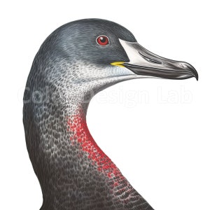 Common Loon Bird Printable Art Set - 8 PNG Clipart, High Quality ...