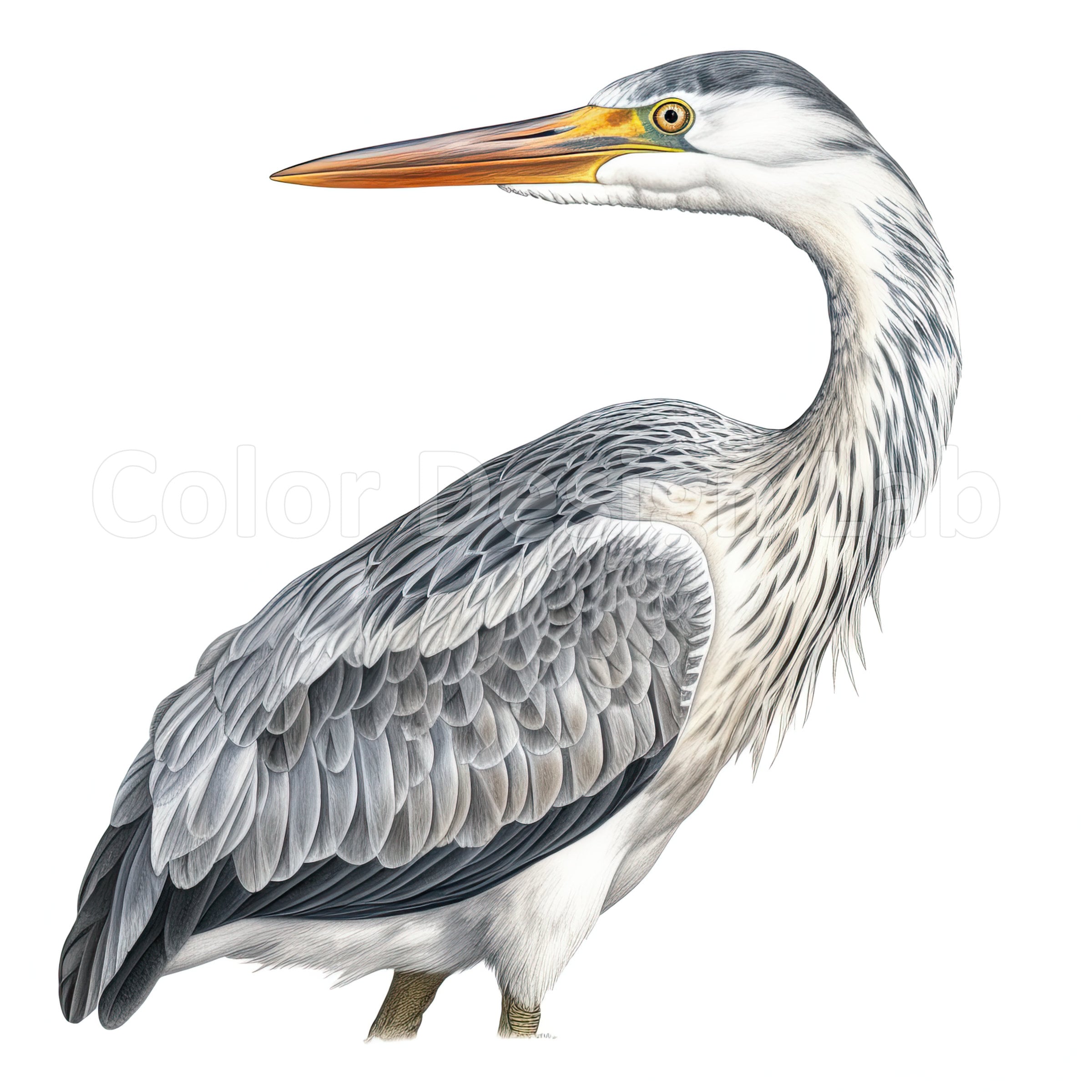 Grey Heron Art Printable Clipart Set of 8 High Quality PNG - Etsy