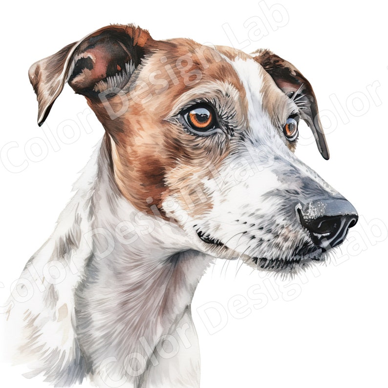 Whippet Clipart Design, Hand-drawn Sighthound Art, Sleek and Athletic ...