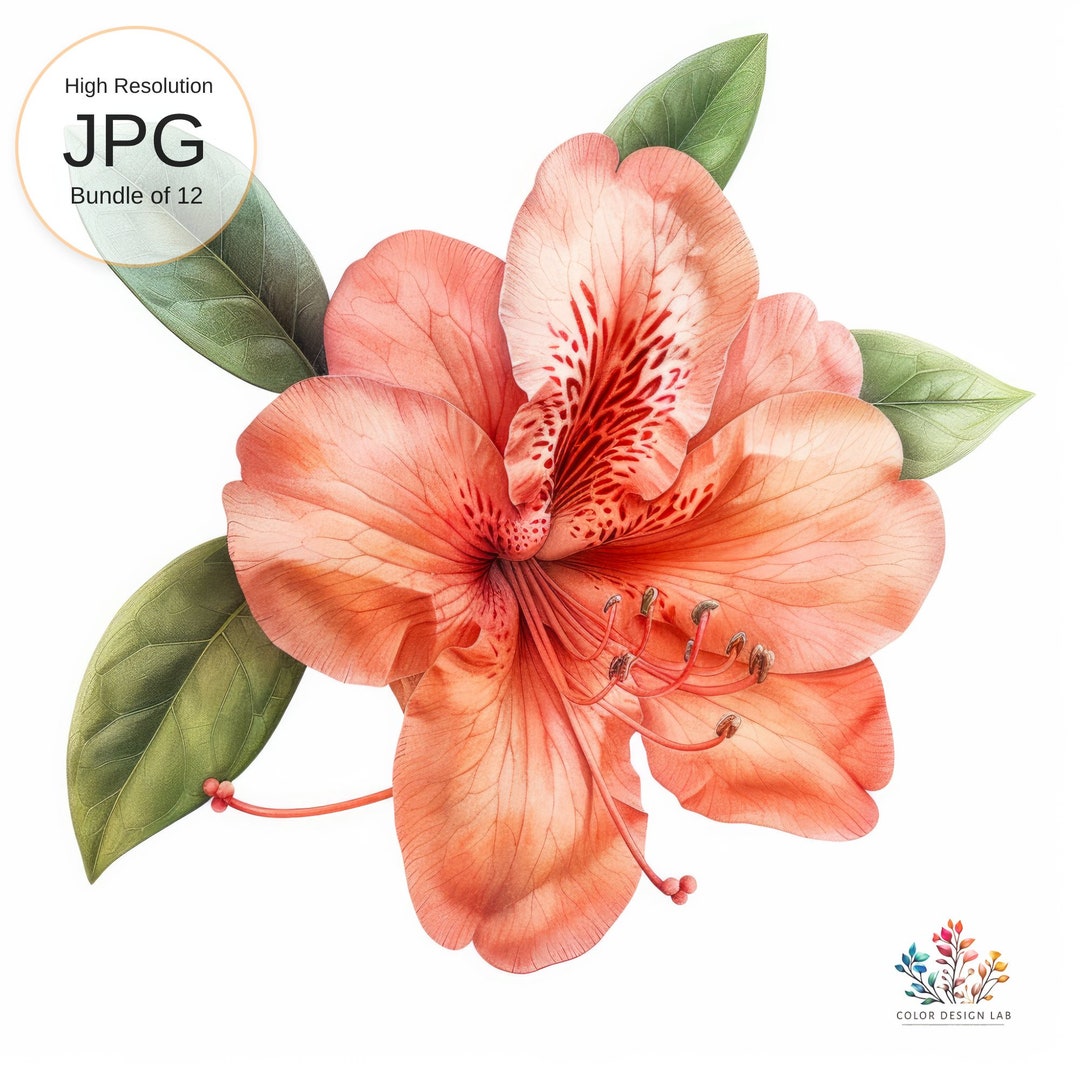 Azalea, Floral Clipart Digital Download, Beautiful Flower Illustration ...