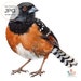 Spotted Towhee, Bird Art Print, High Resolution Digital Download, Bird ...