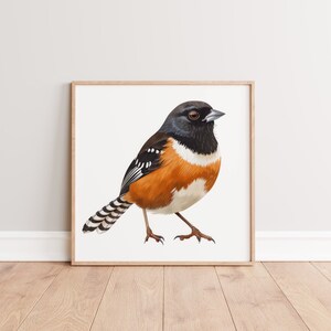 Spotted Towhee, Bird Art Print, High Resolution Digital Download, Bird ...