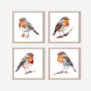 Robin Bird Clipart, 8 High Quality PNG Digital Images, Digital Download ...