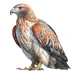 Red-tailed Hawk Clipart, Red-tailed Hawk Set of 8 Printable Art PNG ...