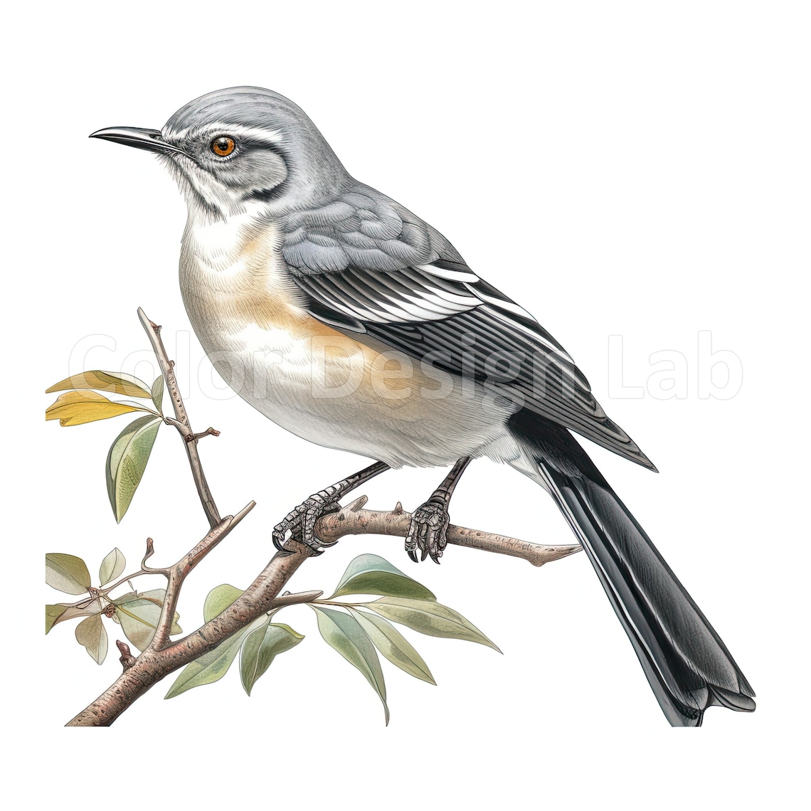 Northern Mockingbird Clipart Set 8 Mockingbird Art - Etsy