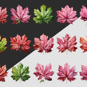Maple Leaf Clipart Bundle of 36 Quality Transparent Watercolor Png ...