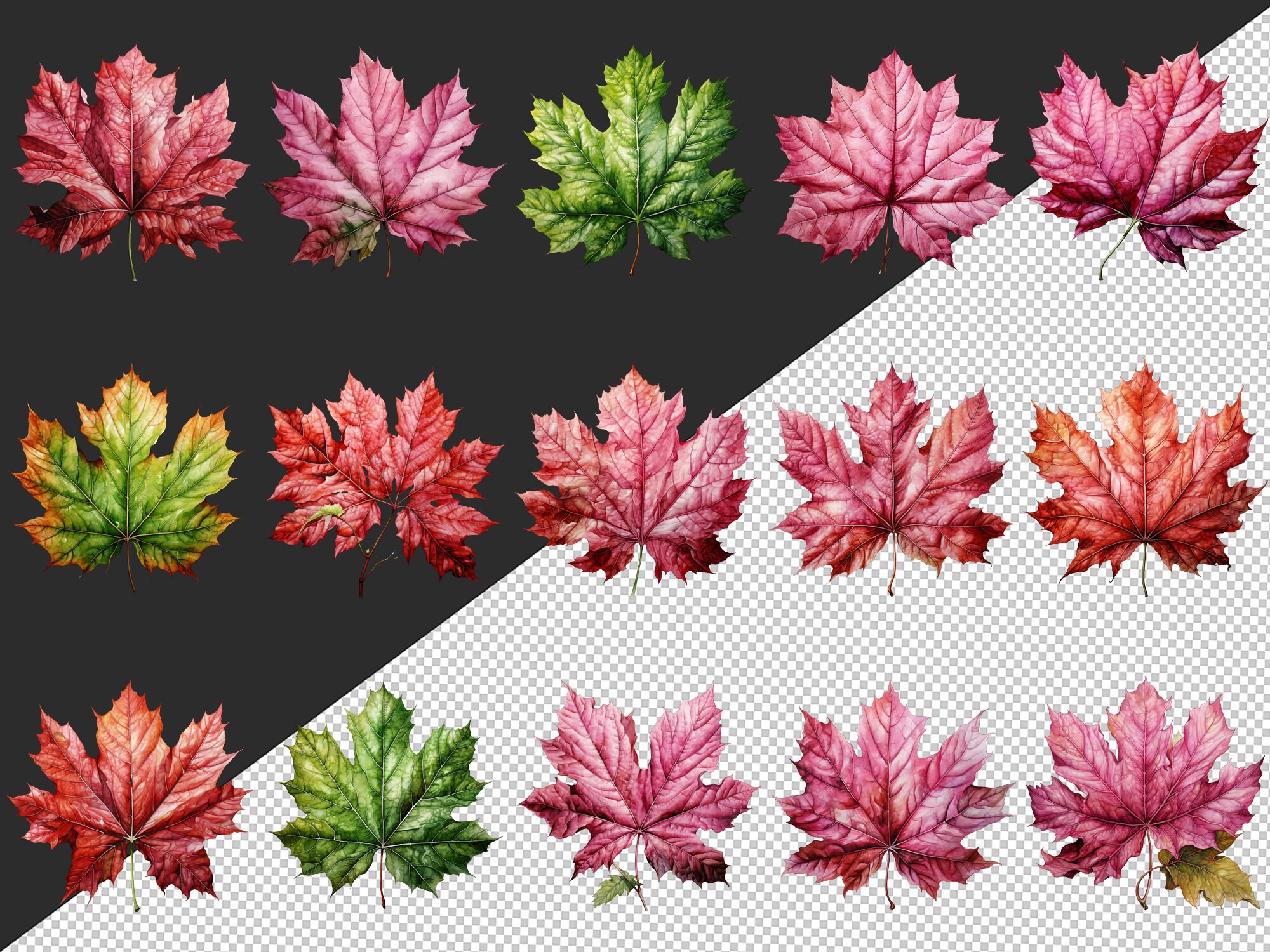 Maple Leaf Clipart Bundle of 36 Quality Transparent Watercolor Png ...