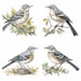 Northern Mockingbird Clipart Set - 8 Mockingbird Art Printables, PNG ...