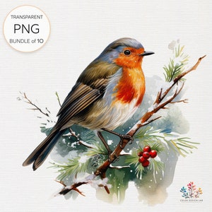 Christmas Robin Clipart: Winter Holiday Charm Vibrant Red-breasted ...