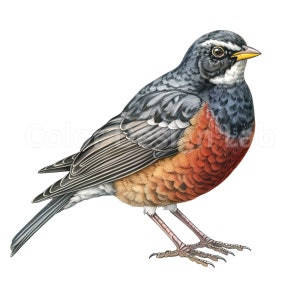 American Robin Clipart Set – 8 Printable Art PNG, Digital Download ...