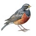American Robin Clipart Set 8 Printable Art PNG Digital - Etsy