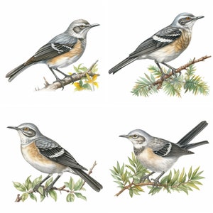 Northern Mockingbird Clipart Set - 8 Mockingbird Art Printables, PNG ...