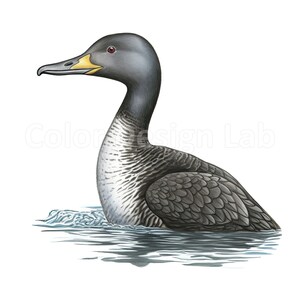 Common Loon Bird Printable Art Set - 8 PNG Clipart, High Quality ...