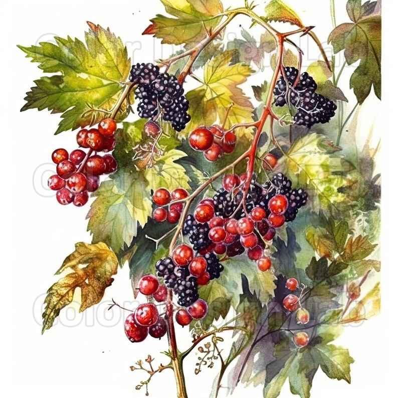 Hedgerow Bramble Set of 8 Printable Art PNG Hedgerow Bramble - Etsy