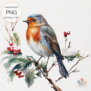 Christmas Robin Clipart: Winter Holiday Charm Vibrant Red-breasted ...
