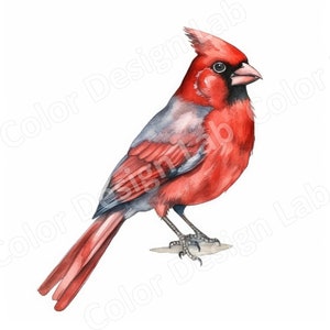Red Cardinal Printable Clipart Set, 8 High-resolution Pngs of the Bird ...