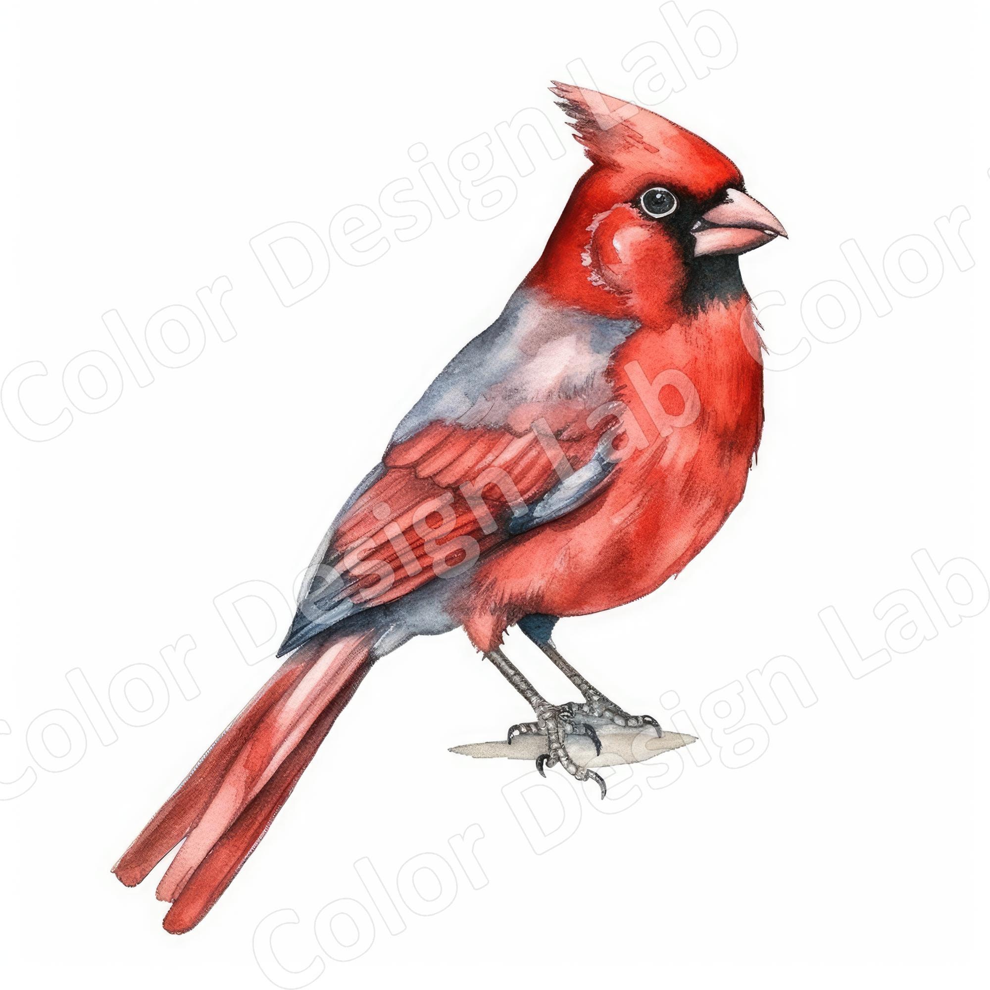 Red Cardinal Printable Clipart Set 8 High-resolution Pngs of - Etsy