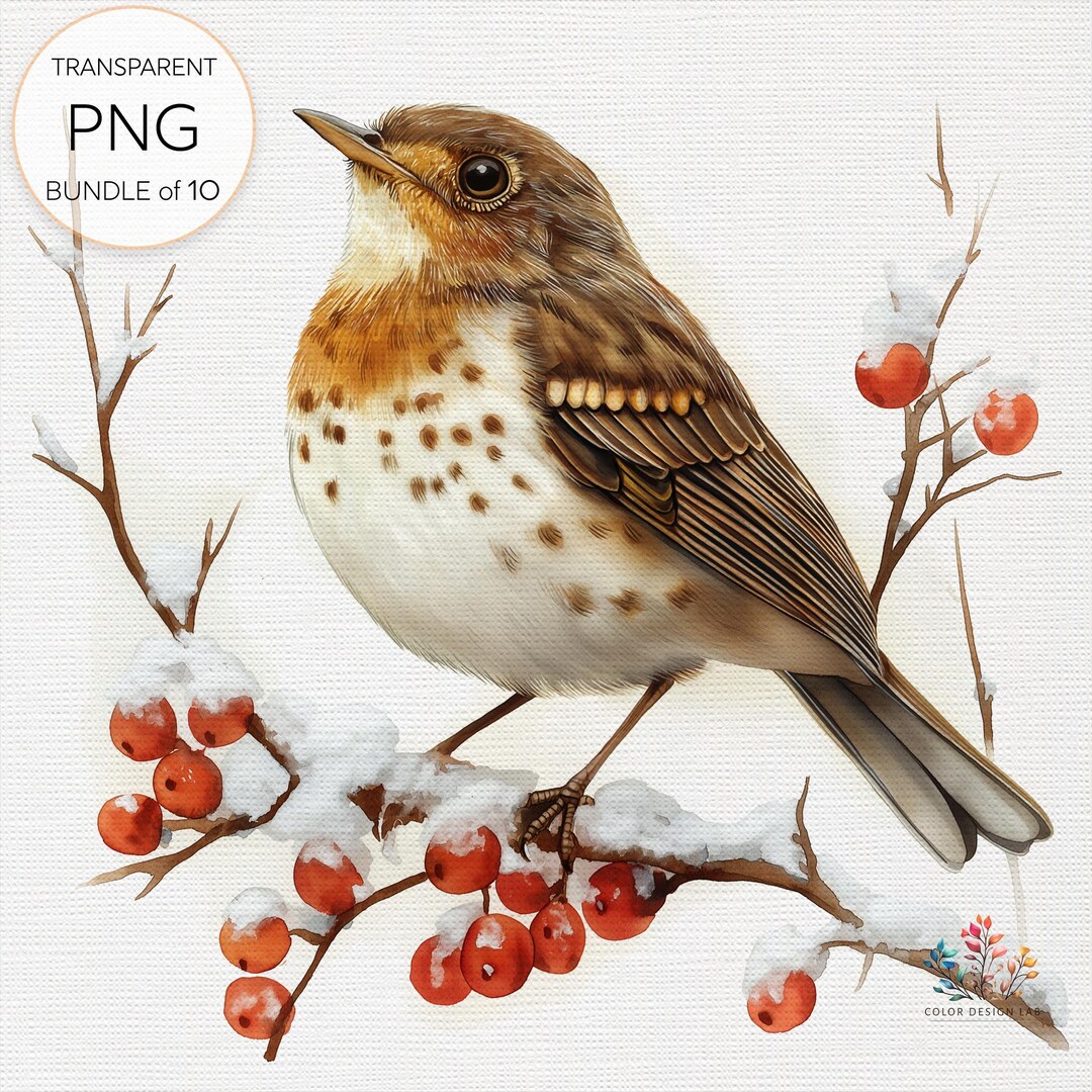 Winter Birds Clipart Bundle: Snowy Owl, Cardinal, Chickadee & More, 10 ...