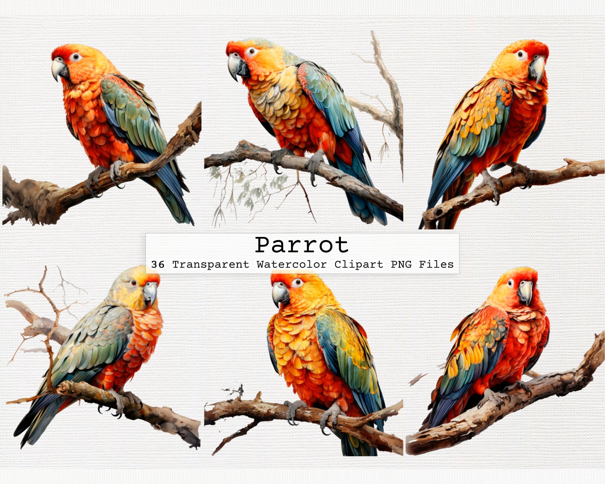 Parrot Clipart
