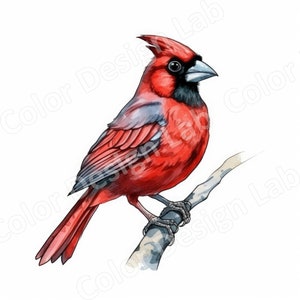 Red Cardinal Printable Clipart Set, 8 High-resolution Pngs of the Bird ...