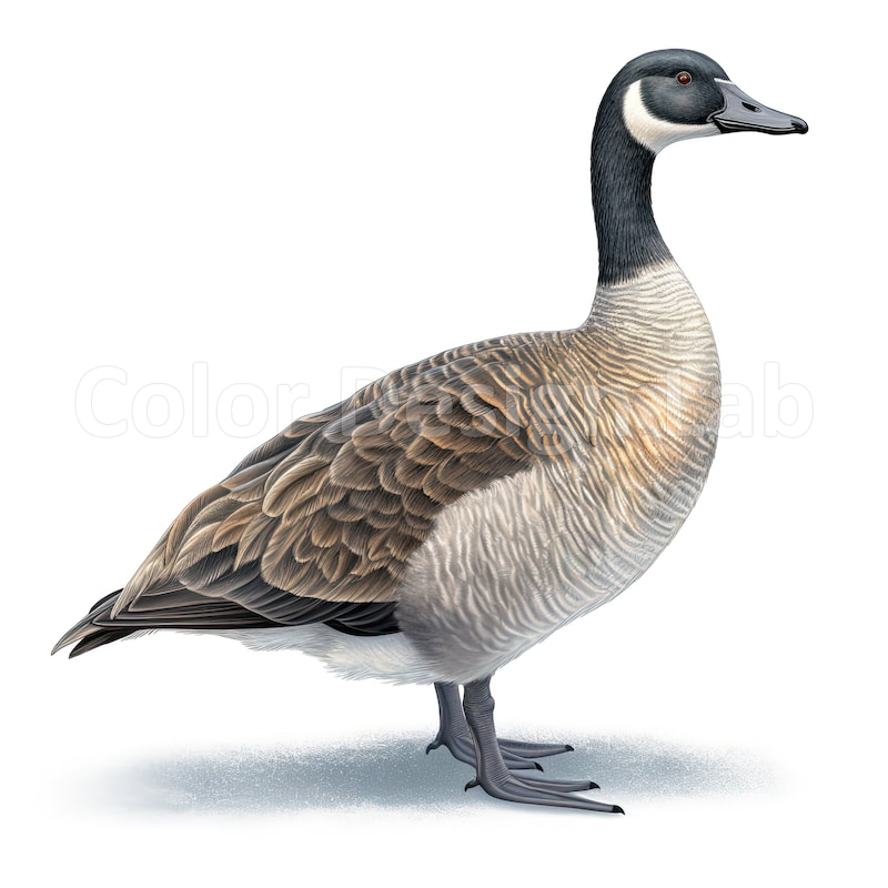 Canadian Geese Magnets - Etsy