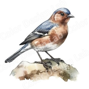 Chaffinch Printable Clipart Set, 8 High Quality Pngs of a Colorful Bird ...