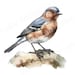 Chaffinch Printable Clipart Set, 8 High Quality Pngs of a Colorful Bird ...