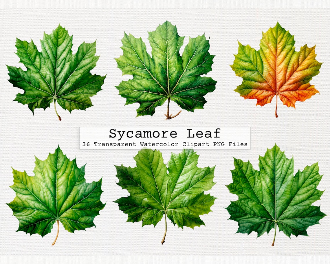 Sycamore Leaf Clipart Bundle 36 Png Files Quality - Etsy