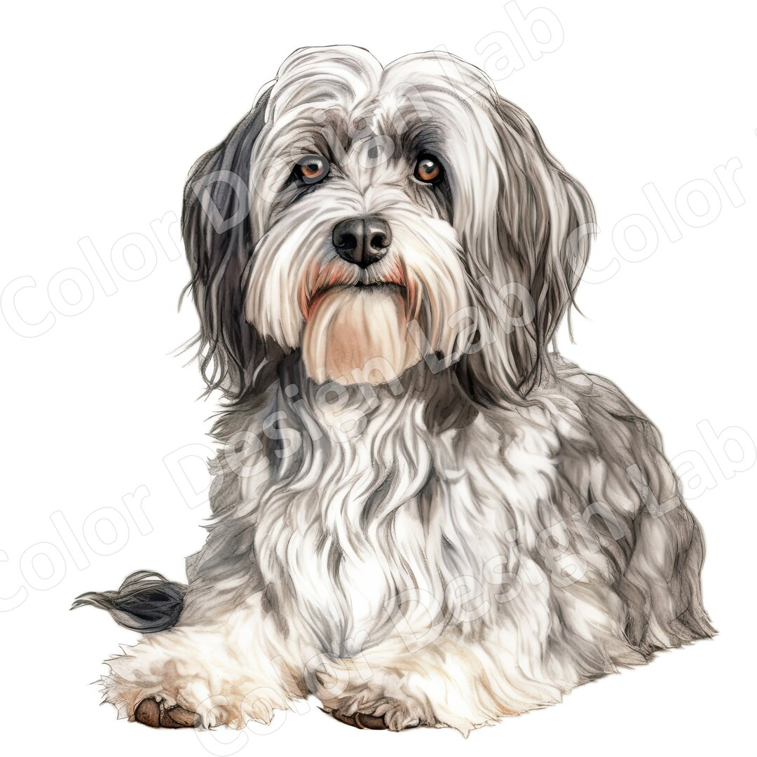 Cozy Havanese Clipart, 8 High-resolution Dog Art Images, Digital ...