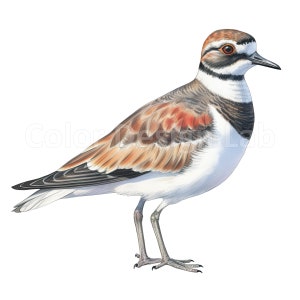 Killdeer Bird Clipart, Set of 8 Printable PNG Art, Commercial Use, High ...