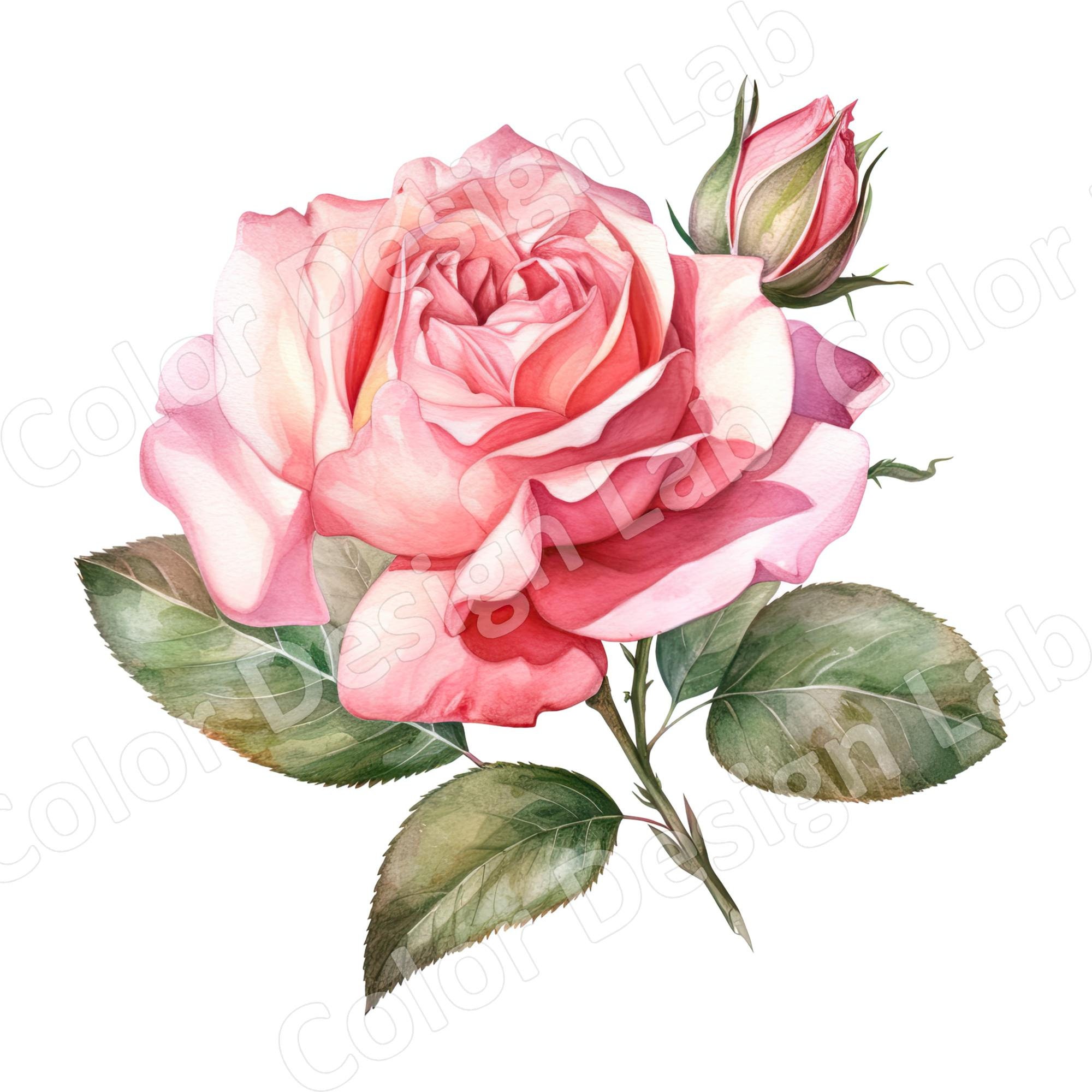 Pink Rose Arch Clipart 8 High-quality Pngs Digital Download - Etsy