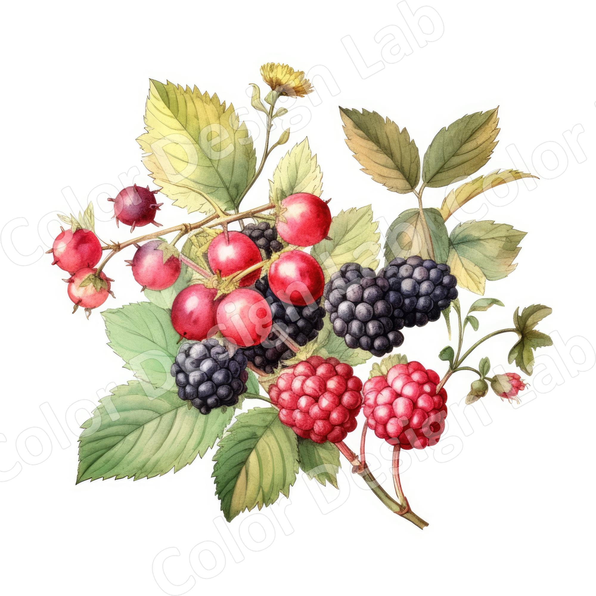Hedgerow Bramble Printable Clipart Set 8 High-quality Pngs - Etsy